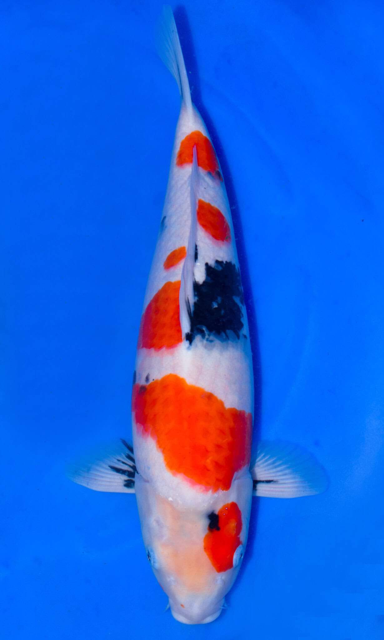 Exclusively Japanese Koi | Select Nishikgoi International