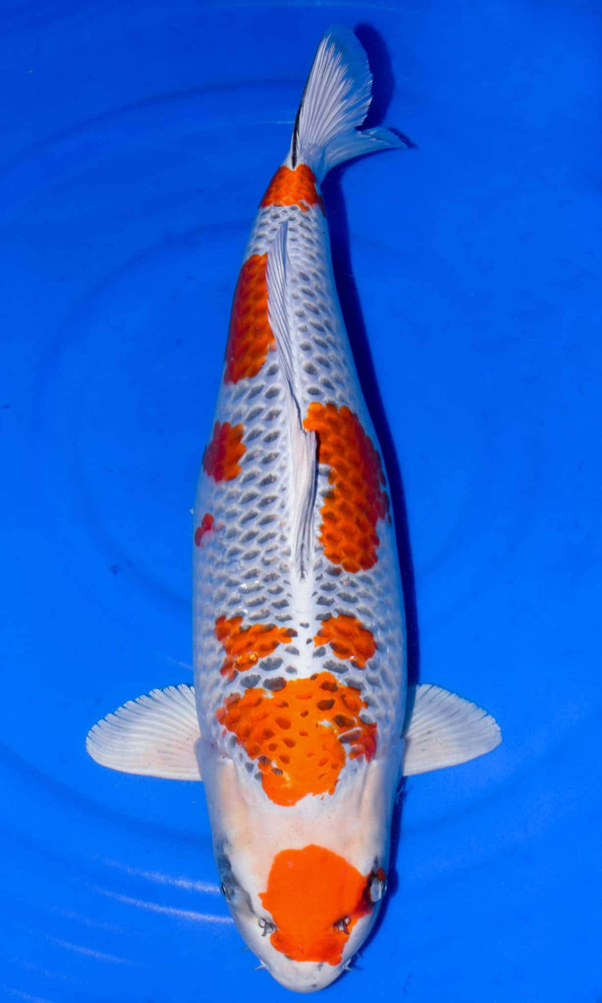 Exclusively Japanese Koi | Select Nishikgoi International
