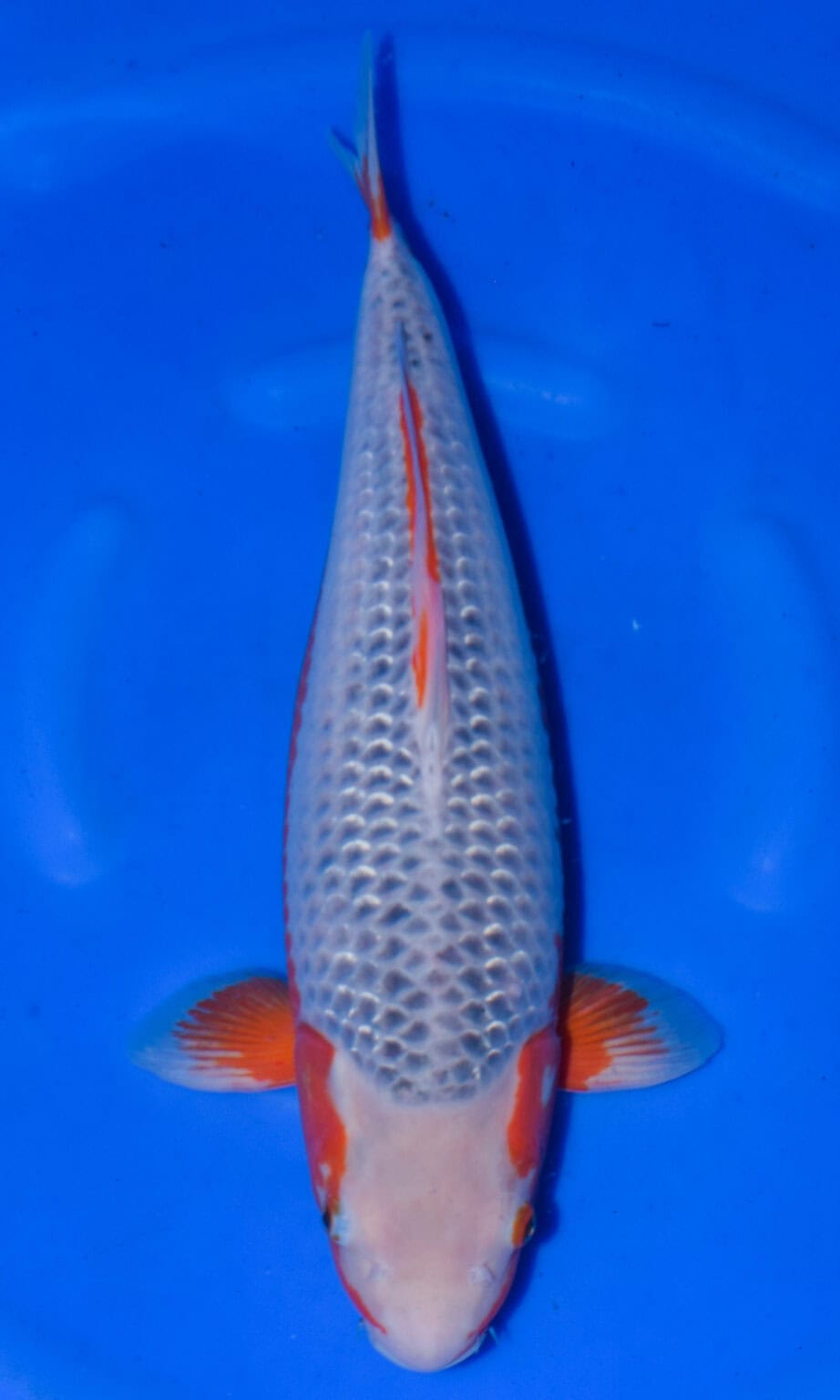 Exclusively Japanese Koi | Select Nishikgoi International