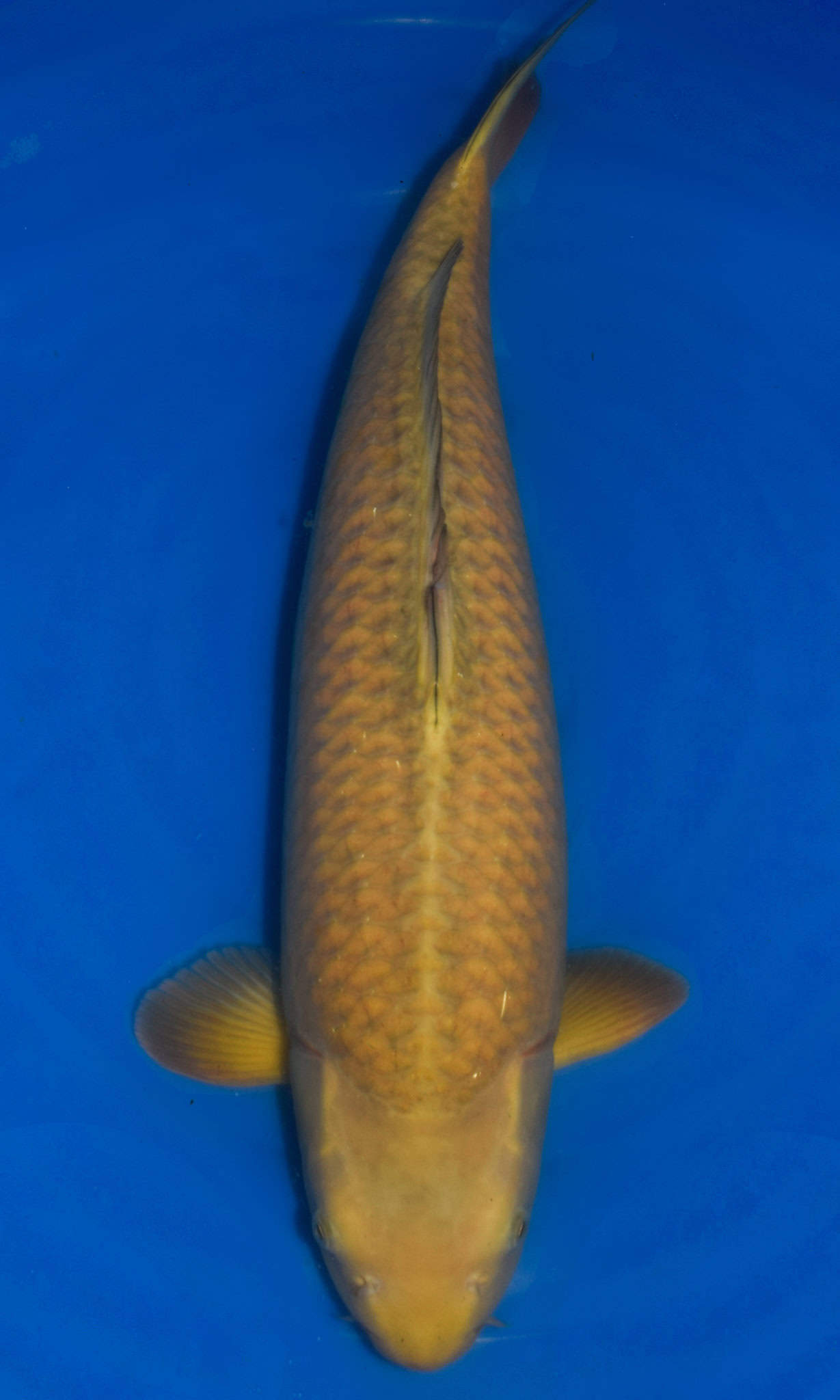 Exclusively Japanese Koi | Select Nishikgoi International