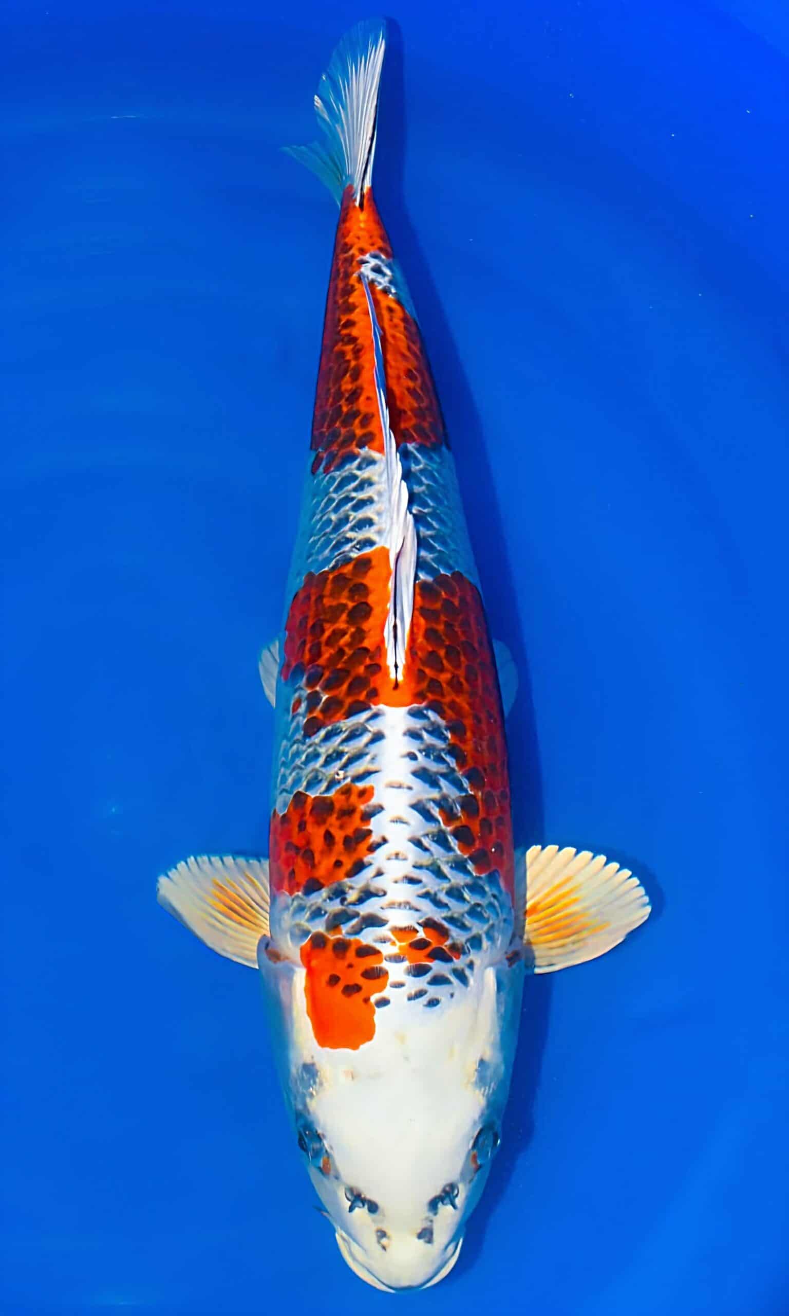 Exclusively Japanese Koi | Select Nishikgoi International