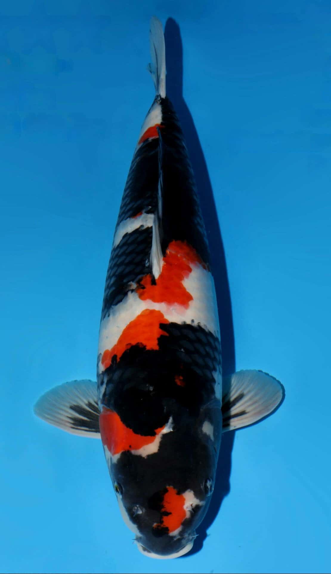 Koi – Select Nishikgoi International