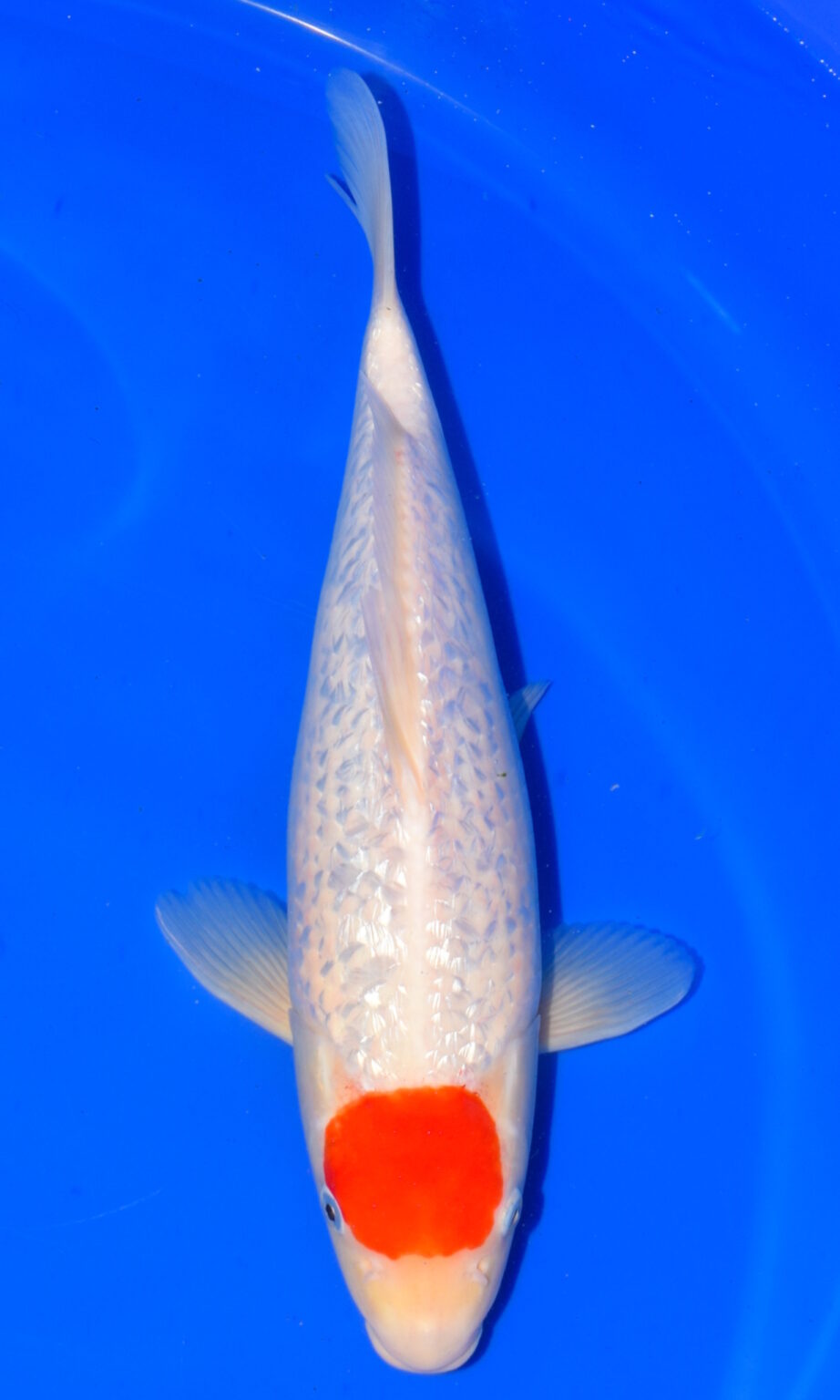 Exclusively Japanese Koi | Select Nishikgoi International